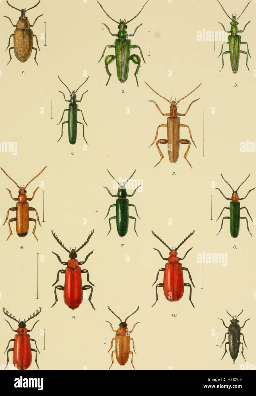 The Coleoptera of the British islands. A descriptive account of the ...