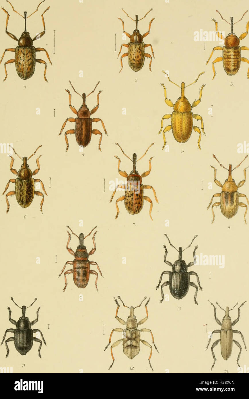 This text offers a detailed account of the beetle species native to ...