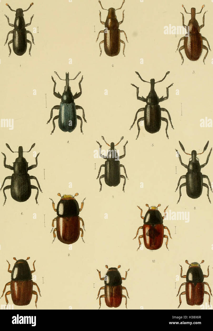 This account provides a detailed description of beetle species native ...