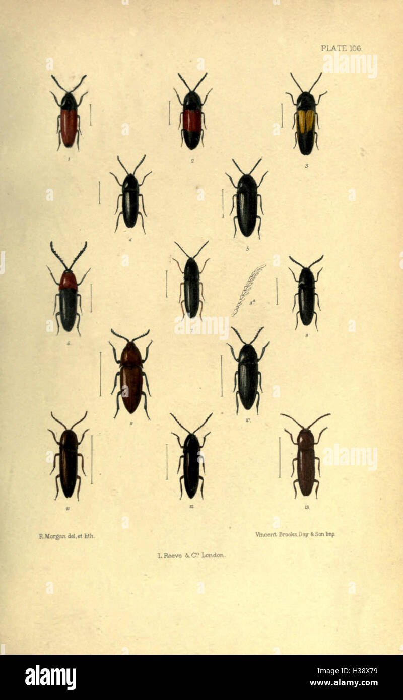 This page provides an overview of the Coleoptera species inhabiting the ...