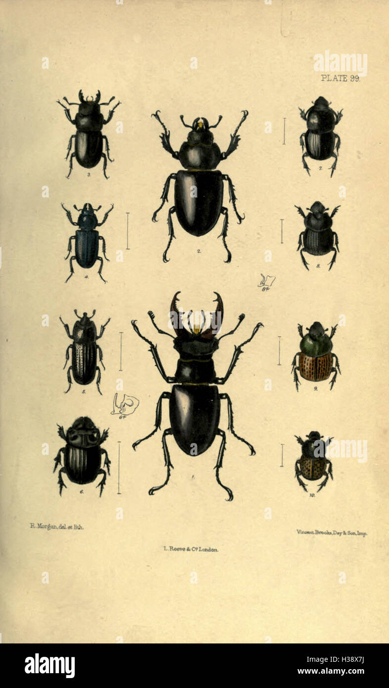 A comprehensive work on the beetle species of the British Islands ...
