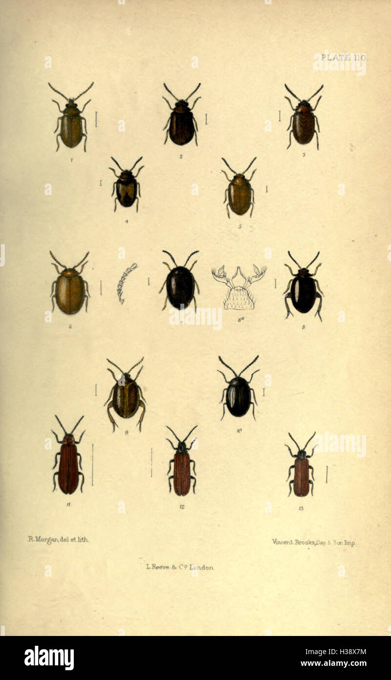 This work provides a comprehensive study of the Coleoptera species ...
