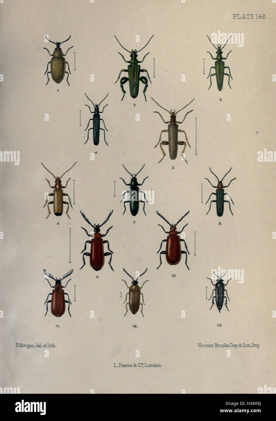Detailed study on coleoptera hi-res stock photography and images - Alamy