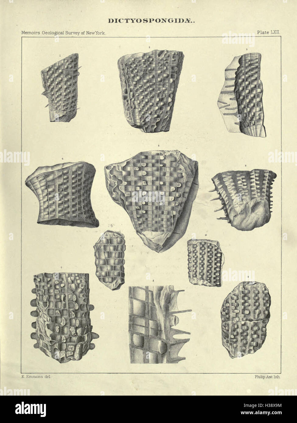 Fossil sponge hi-res stock photography and images - Alamy