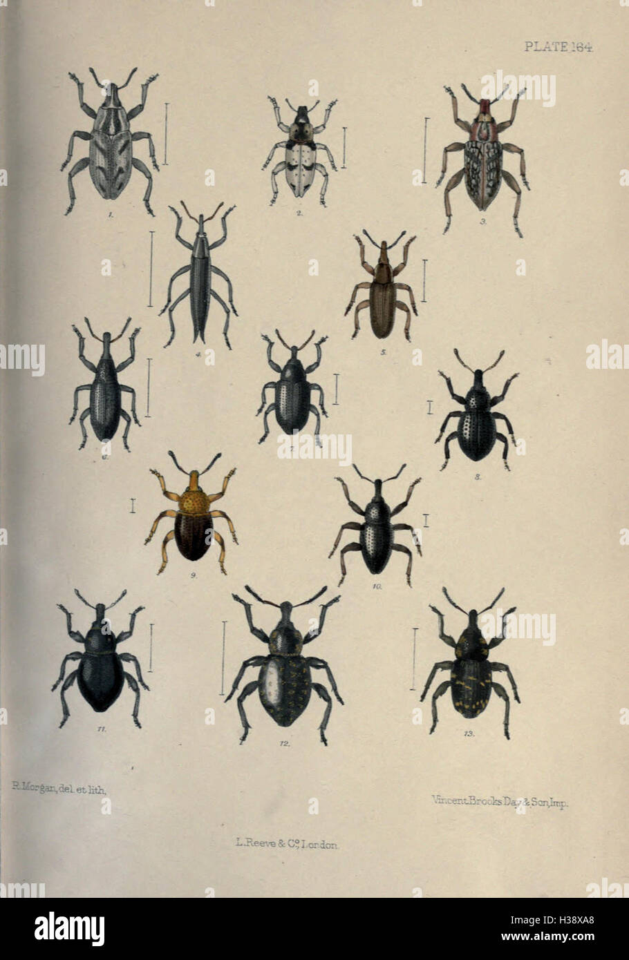 Detailed study coleoptera family hi-res stock photography and images ...