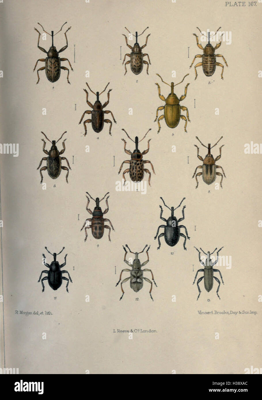 This work provides a comprehensive catalog of beetle species found in ...