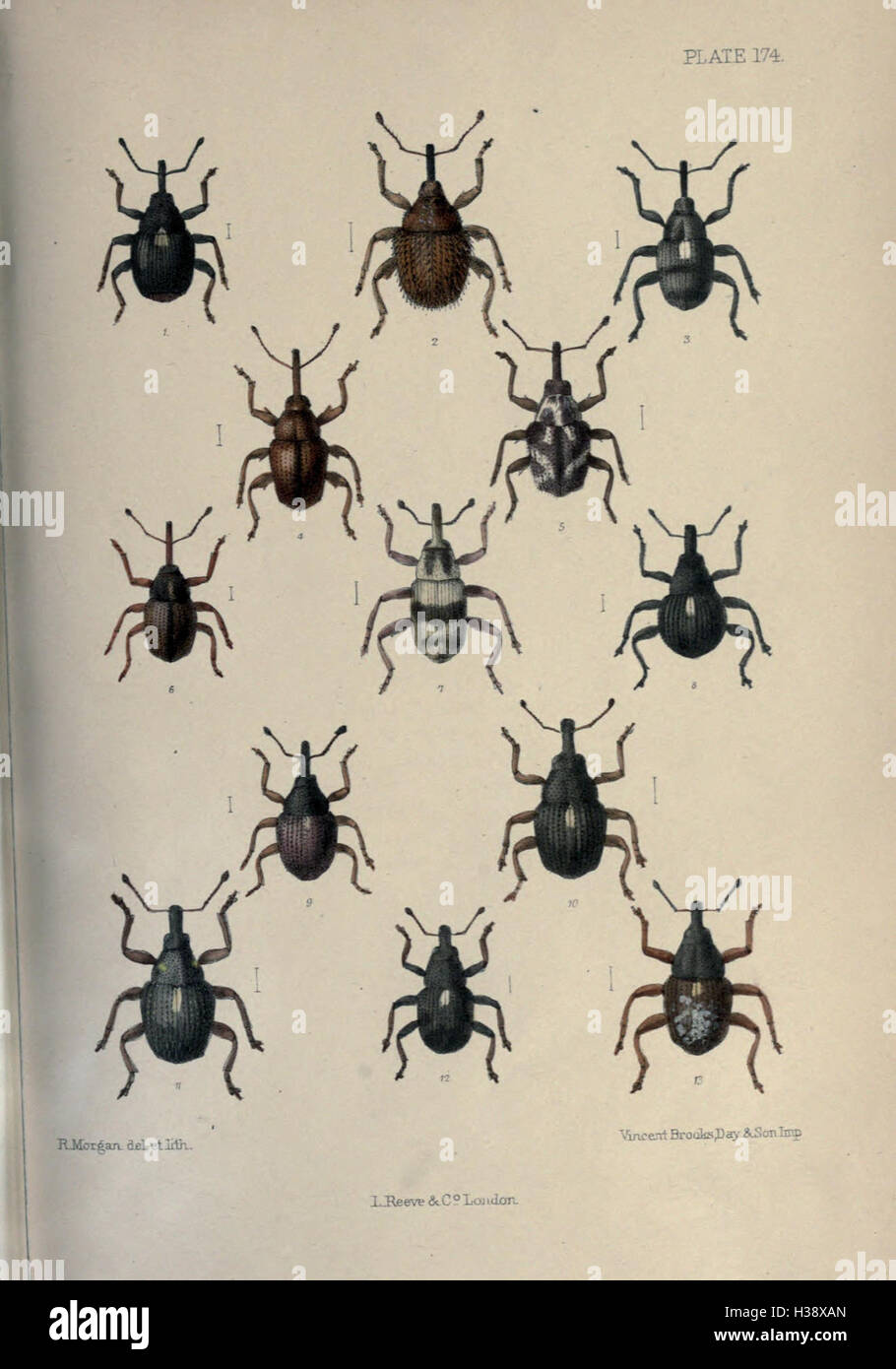 Diverse collection of various beetle species hi-res stock photography ...