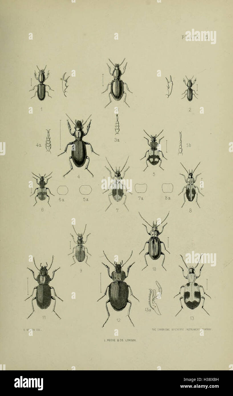 'The Coleoptera of the British Islands' is a comprehensive study of ...