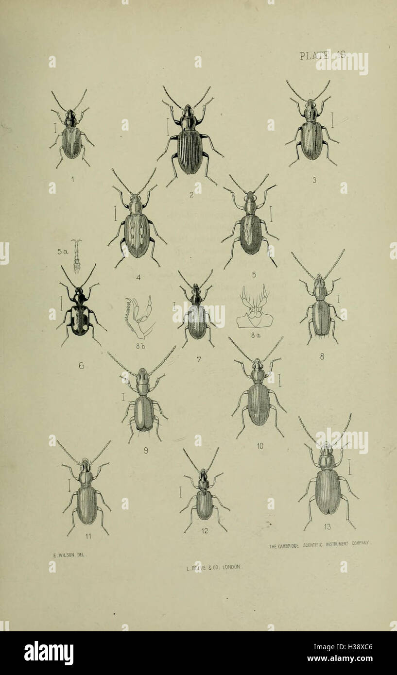 This work details the Coleoptera species found on the British Isles ...