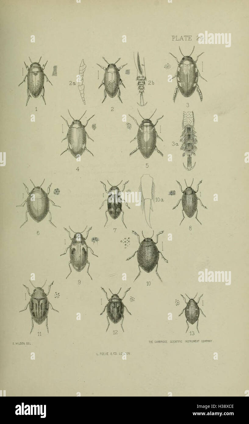 This work describes the beetle species found in the British Isles ...