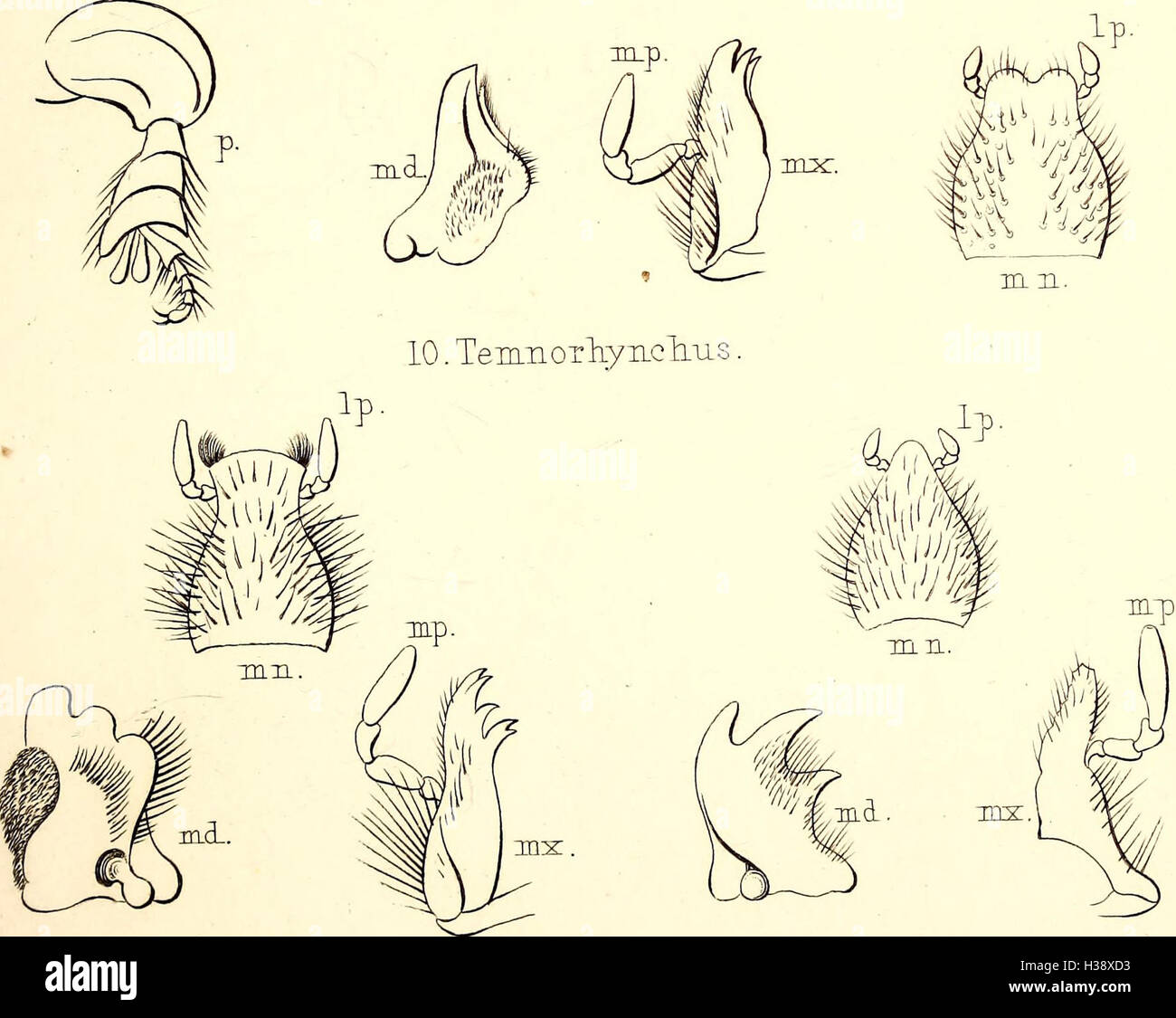 The coleopterist's manual (1837) (2047498 Stock Photo - Alamy