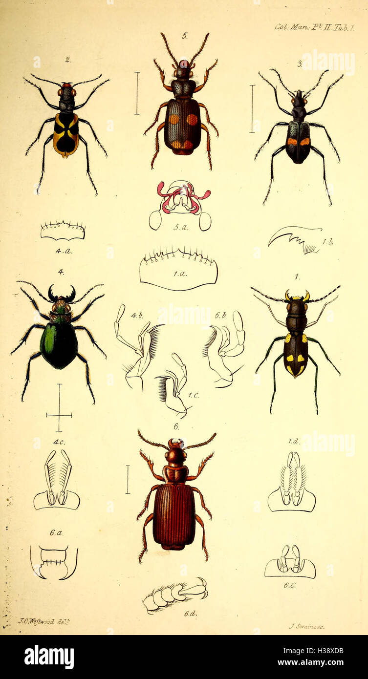 Detailed exploration of various beetles hi-res stock photography and ...