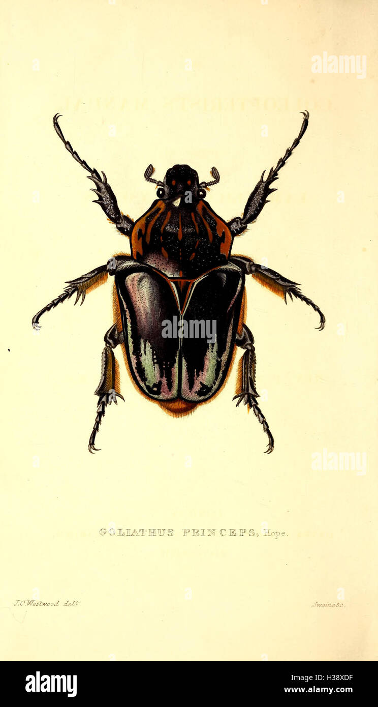 This manual provides detailed information on the study of beetles ...