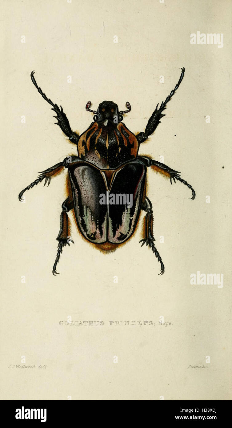 This manual offers comprehensive guidance for coleopterists, focusing ...