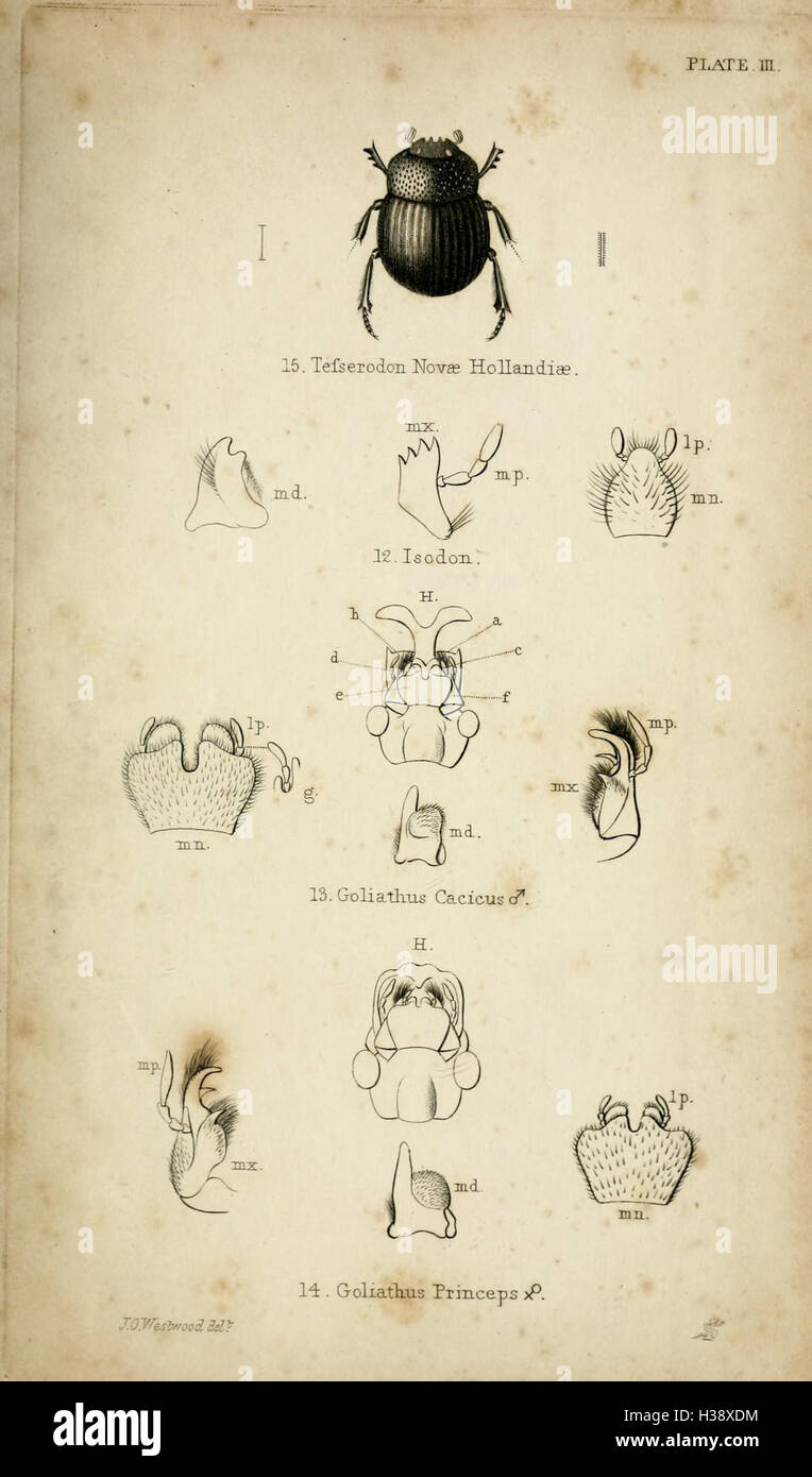 This manual is a comprehensive guide for coleopterists, detailing the ...