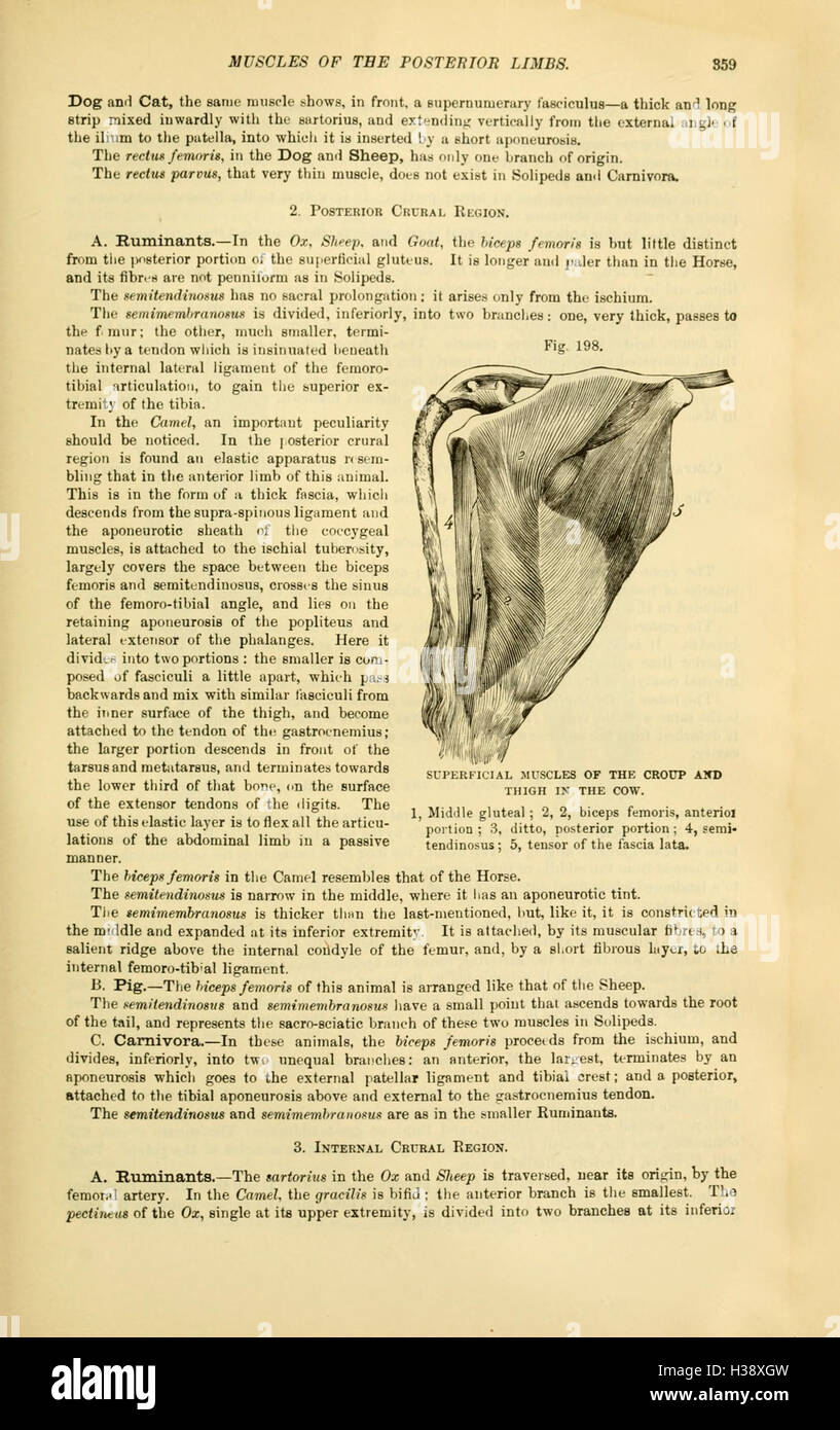 Physical similarities hi-res stock photography and images - Alamy