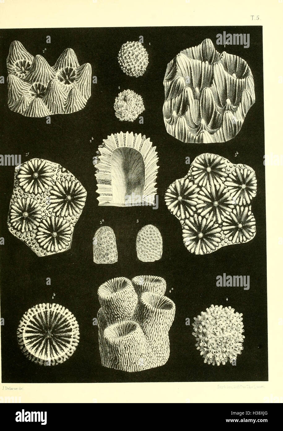 Understanding coral evolution hi-res stock photography and images - Alamy