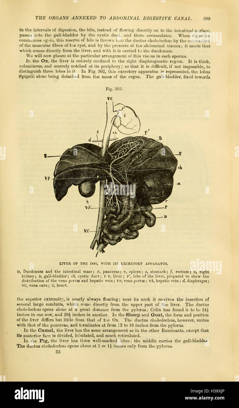 Anatomy of the domesticated animals hi-res stock photography and images ...