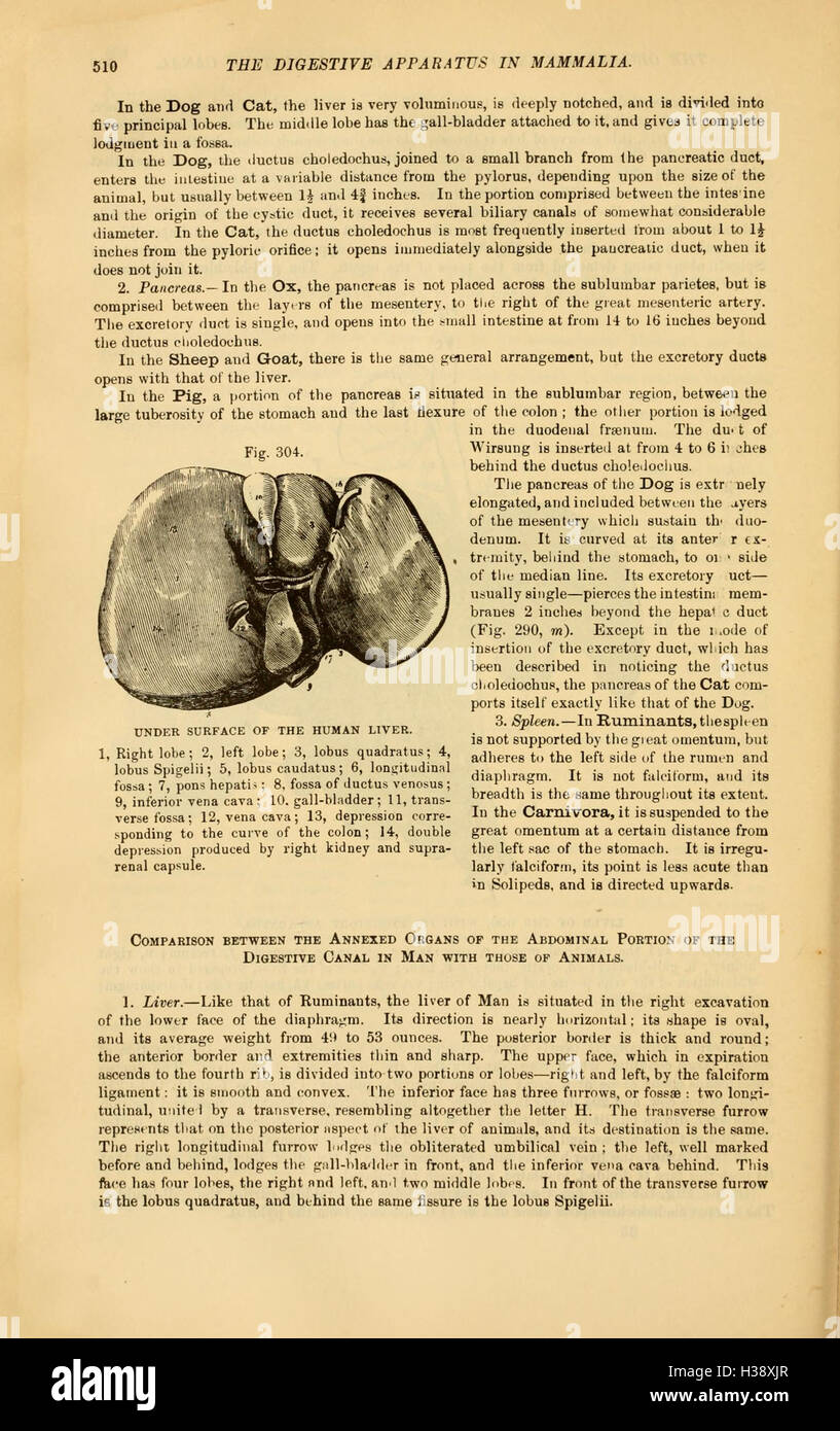 Domesticated i hi-res stock photography and images - Alamy