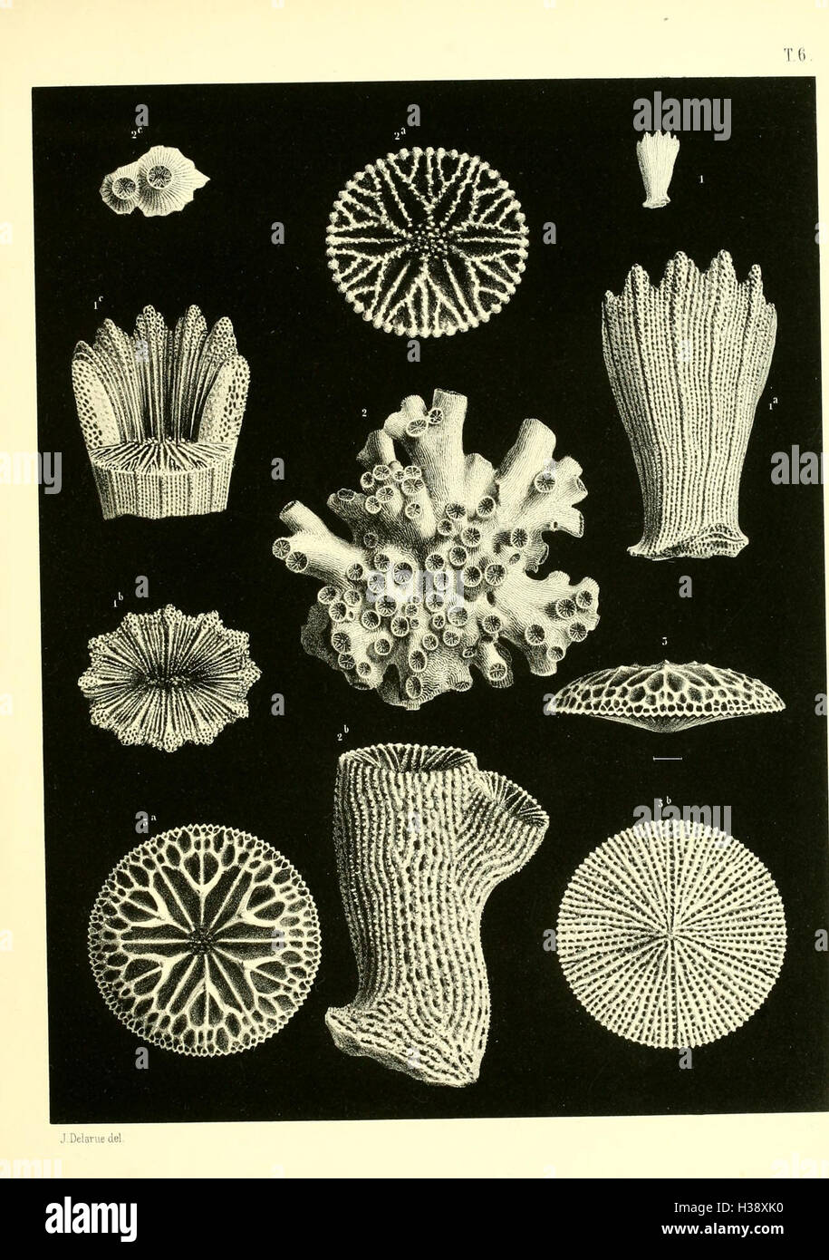 A comprehensive monograph on British fossil corals, analyzing their ...