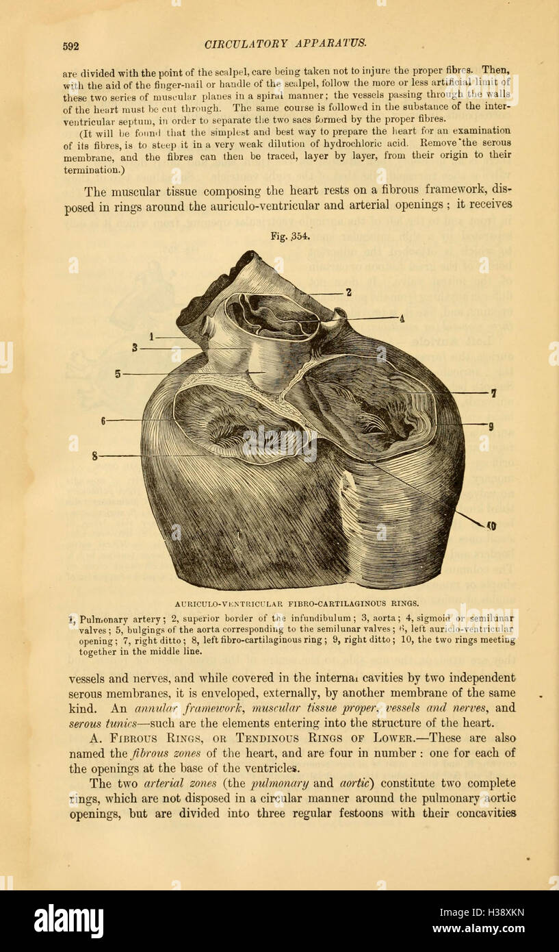 This text compares the anatomical features of domesticated animals ...