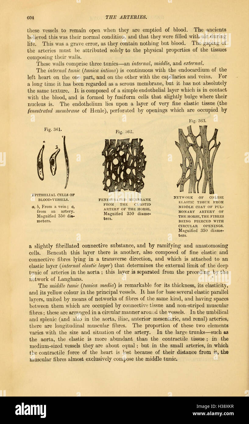 This work provides a comparative analysis of the anatomy of ...