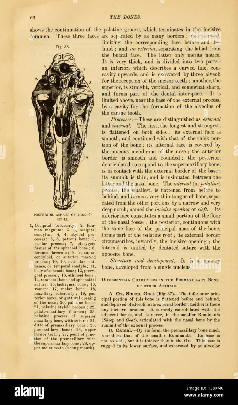 This work examines the comparative anatomy of domesticated animals ...