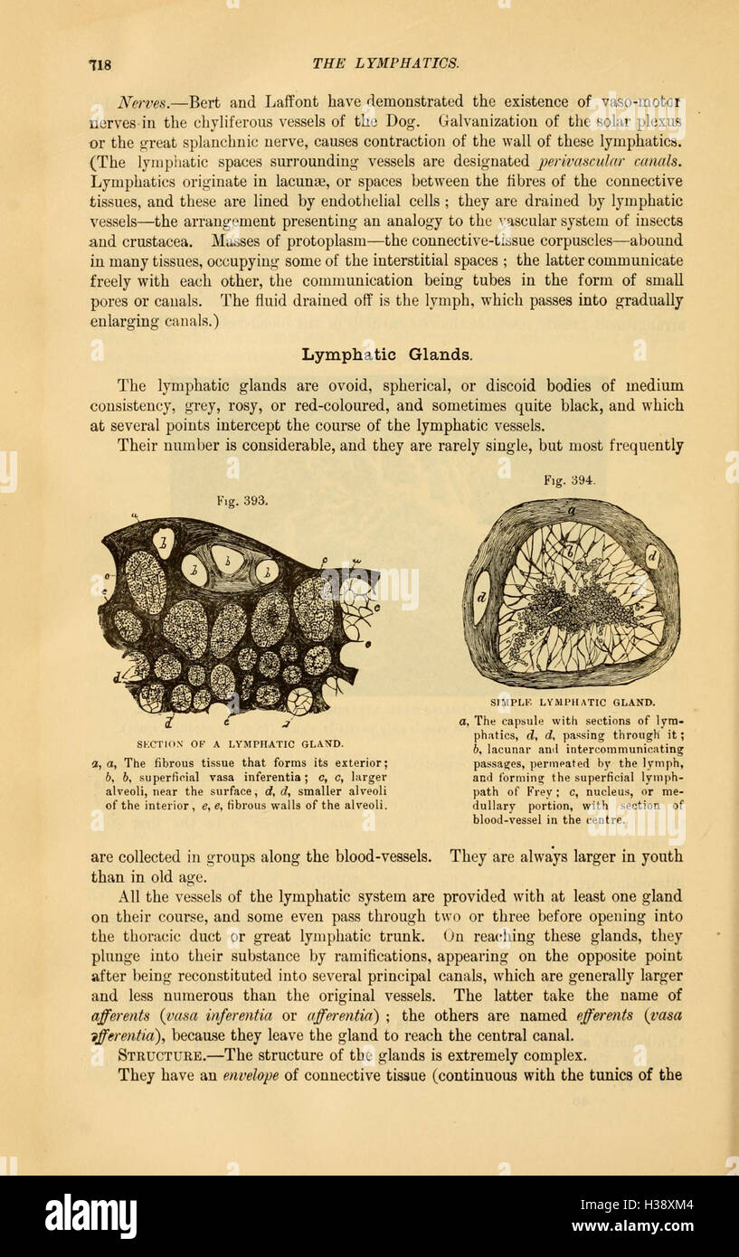 Dog internal organs anatomy anatomy hi-res stock photography and images ...