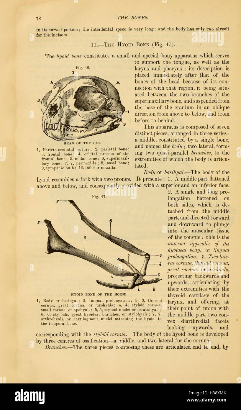 This page examines the comparative anatomy of domesticated animals ...