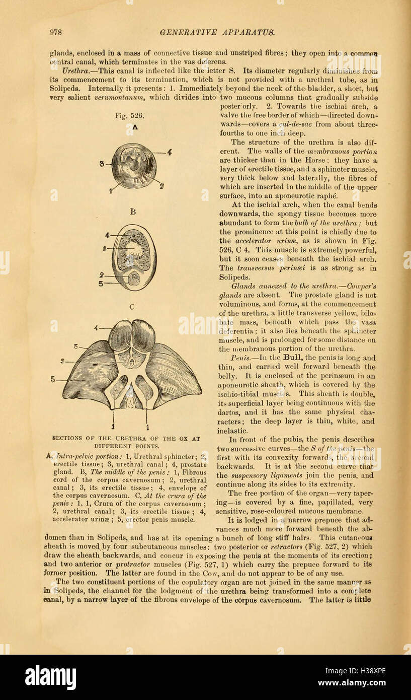 This study explores the comparative anatomy of domesticated animals ...
