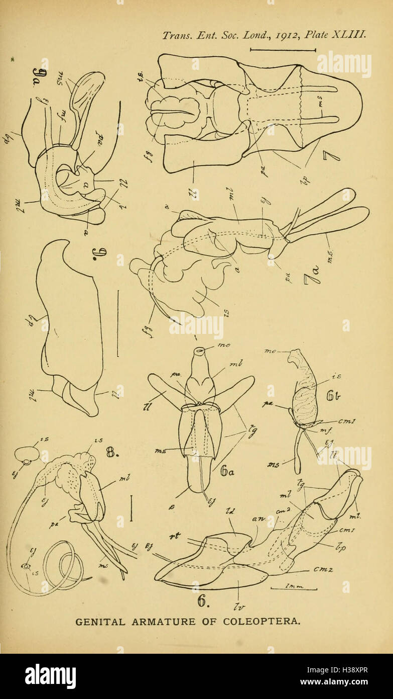This study investigates the comparative anatomy of the male genital ...