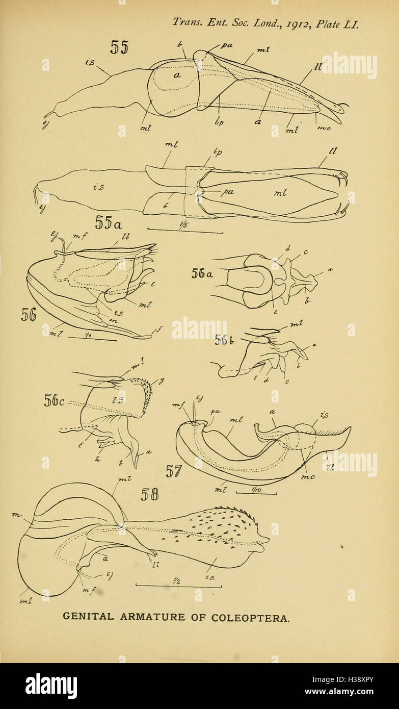Male genital organs hi-res stock photography and images - Alamy