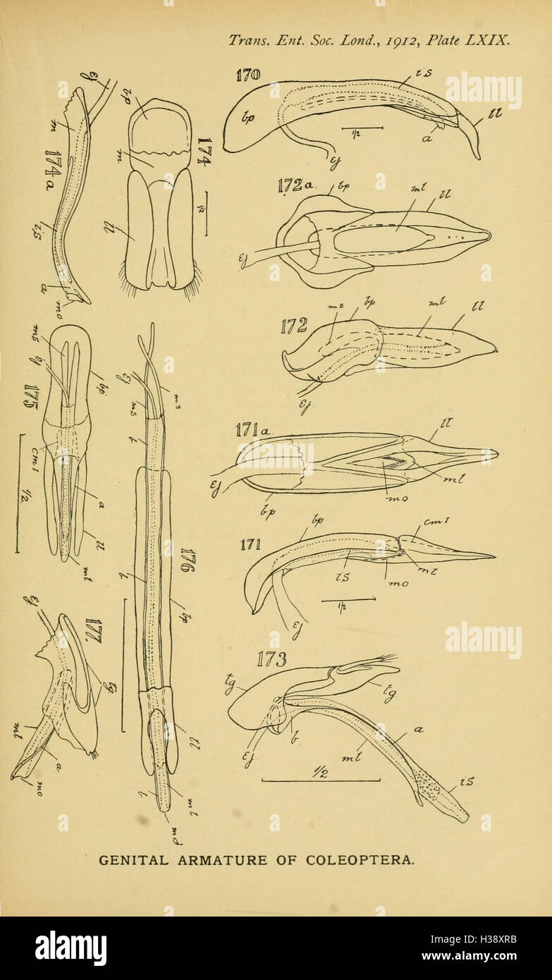 This study focuses on the comparative anatomy of the male genital tube ...