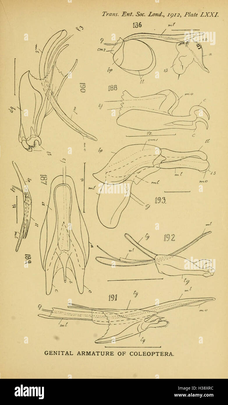 Genital structures hi-res stock photography and images - Alamy