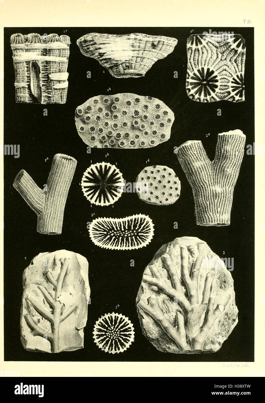 A scientific study of British fossil corals, focusing on their types ...