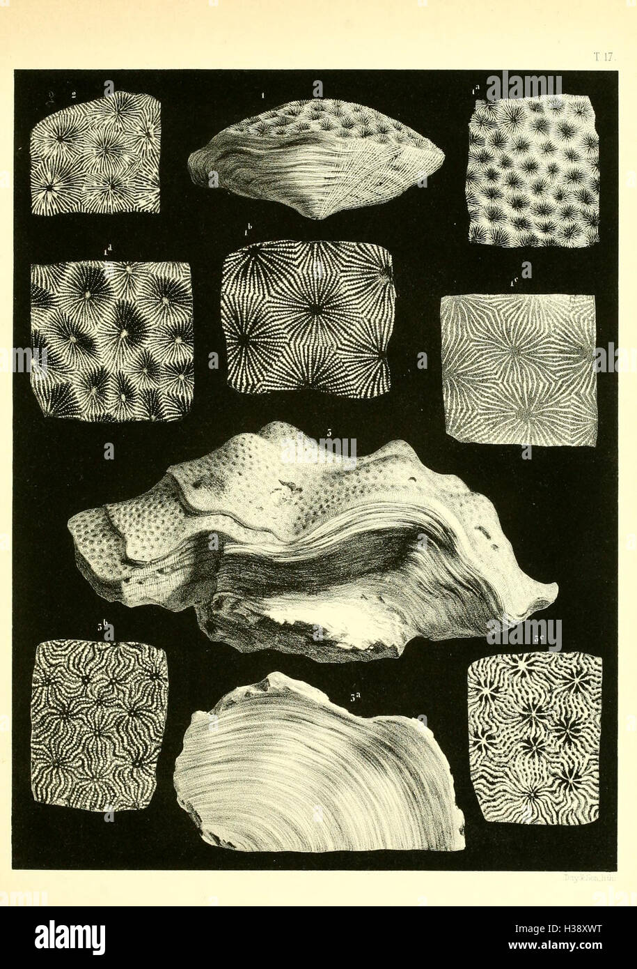 This monograph provides a detailed study of British fossil corals ...