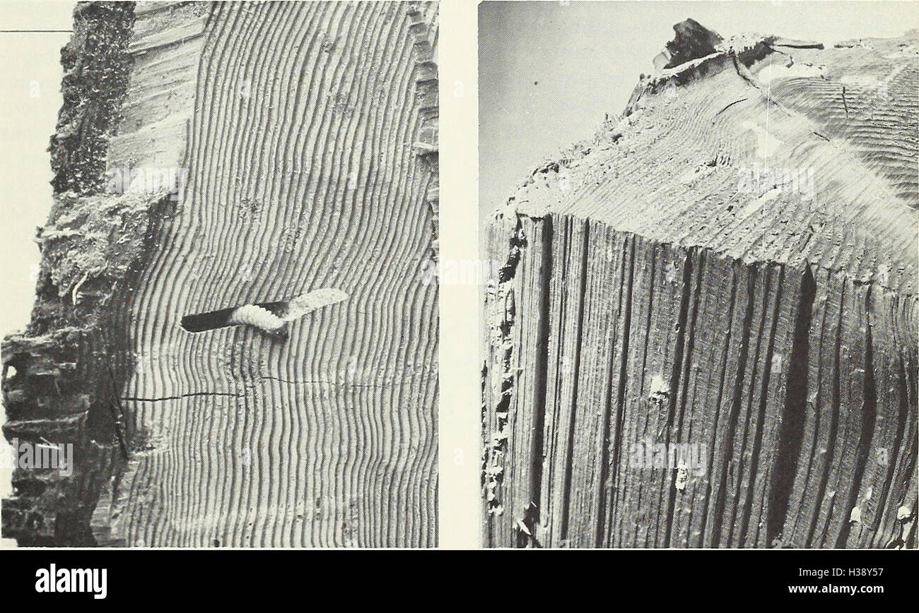 Oregon beetle hi-res stock photography and images - Alamy