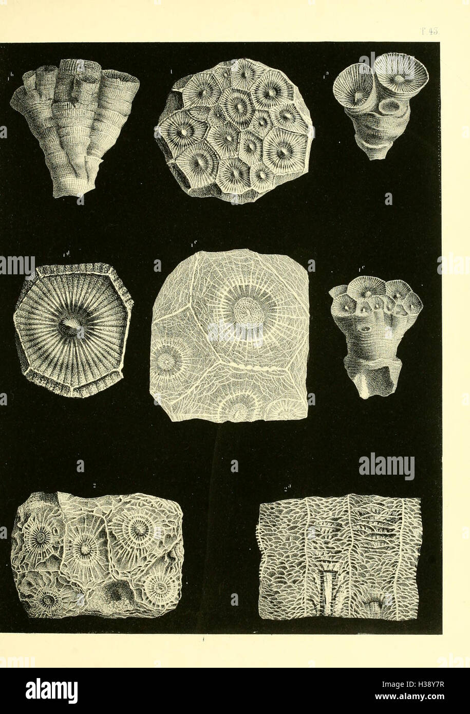 Marine fossil classification hi-res stock photography and images - Alamy