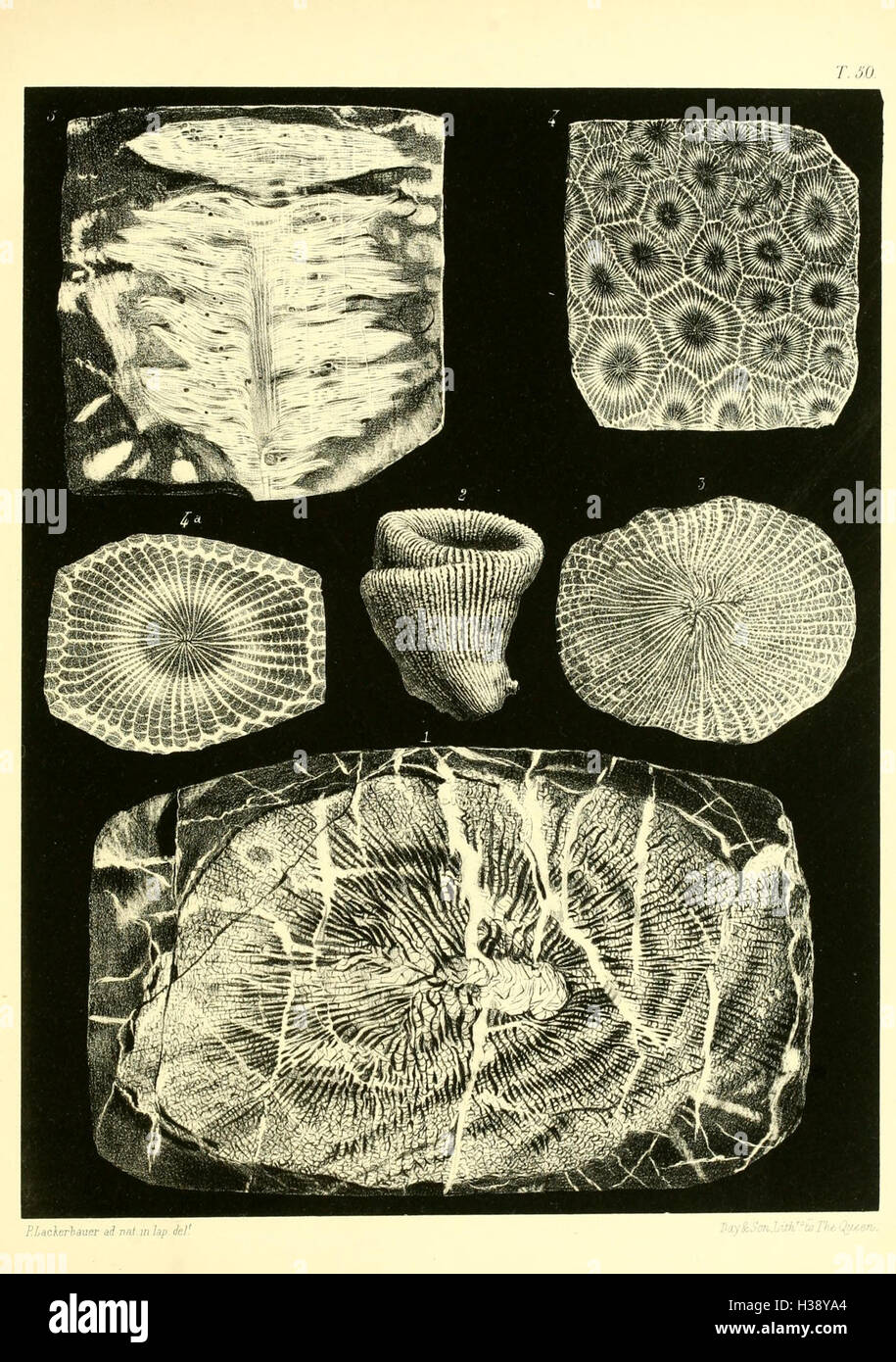 This monograph provides an in-depth study of British fossil corals ...