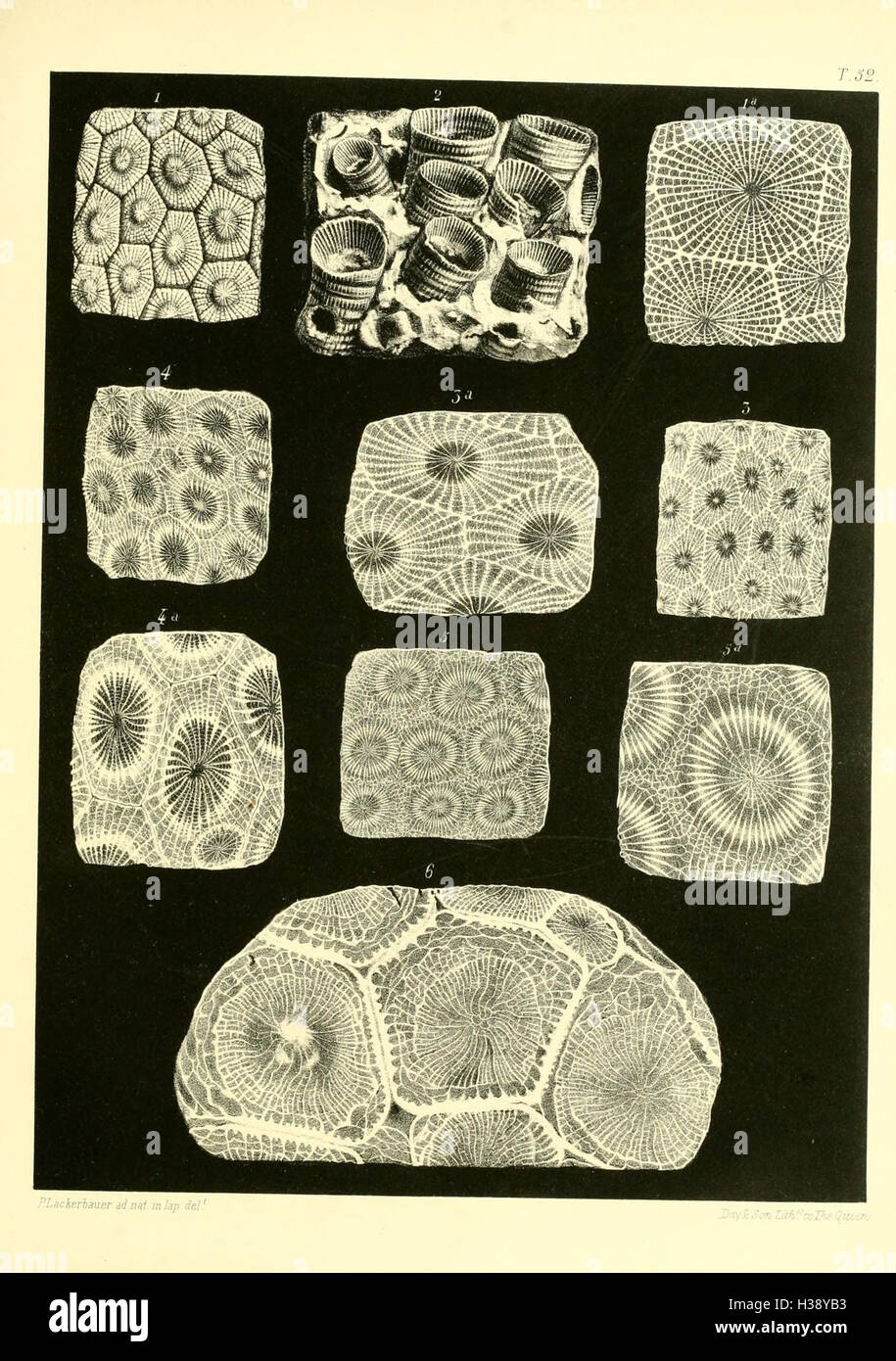 A detailed study of British fossil corals, their classification ...