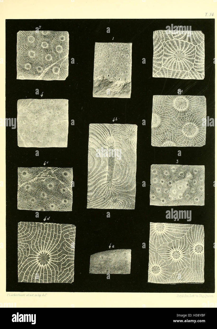 This monograph provides a detailed study of British fossil corals ...