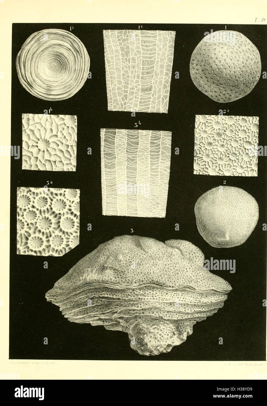 This monograph covers British fossil corals, exploring their ...