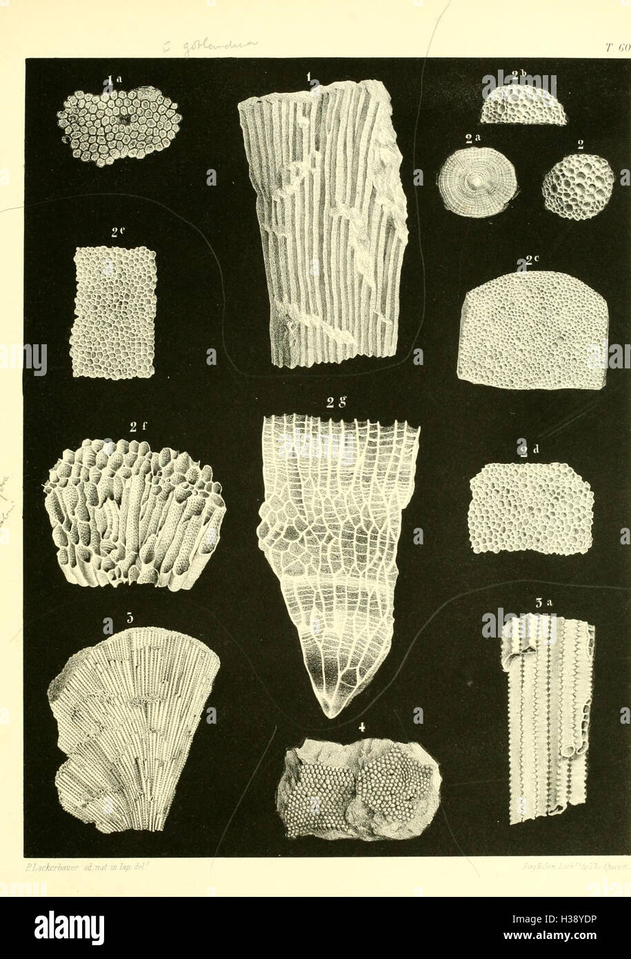 This monograph presents a thorough examination of British fossil corals ...