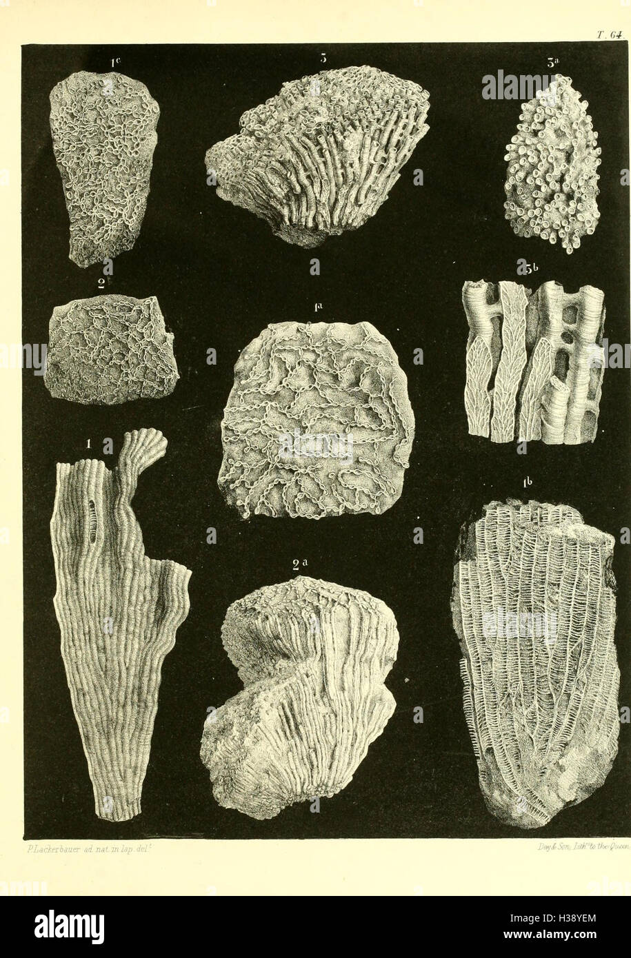 This monograph focuses on British fossil corals, providing a ...