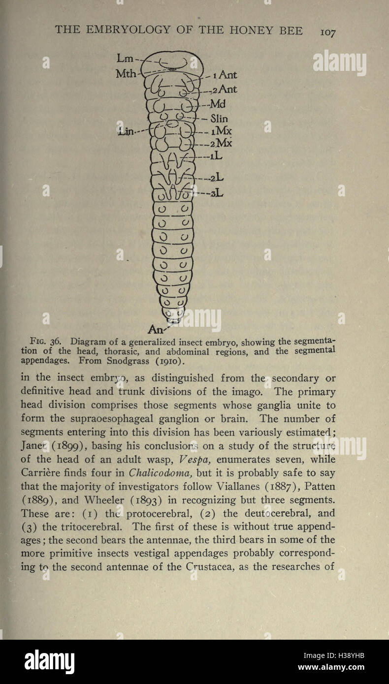 'The Embryology of the Honey Bee' examines the development of honey bee ...