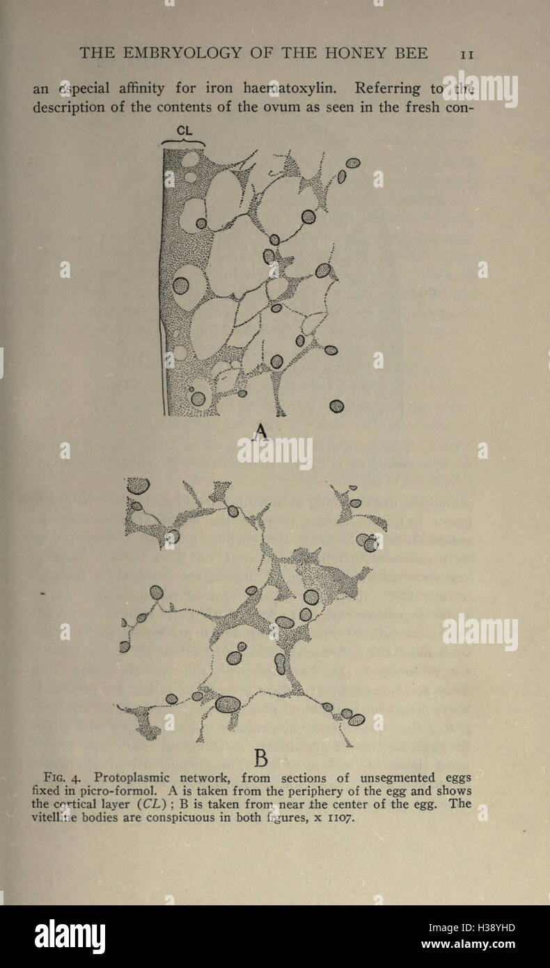 This text explores the development and growth stages of honey bee ...