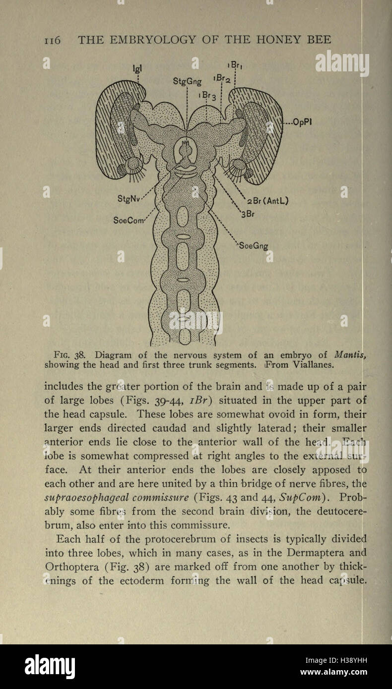 This work focuses on the developmental stages of the honey bee, from ...