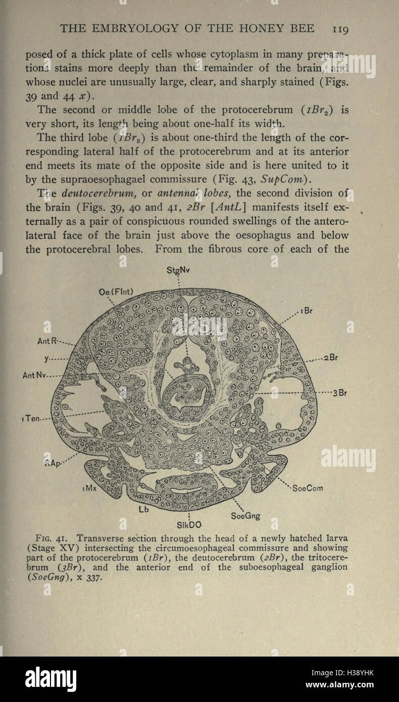 This text explores the development of honey bee embryos, providing ...