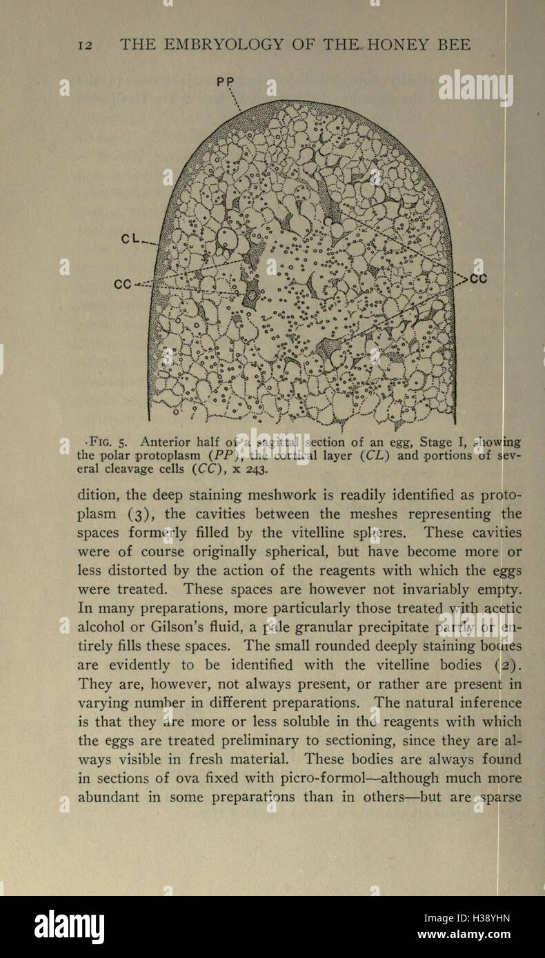 This study focuses on the early development stages of honey bees, from ...