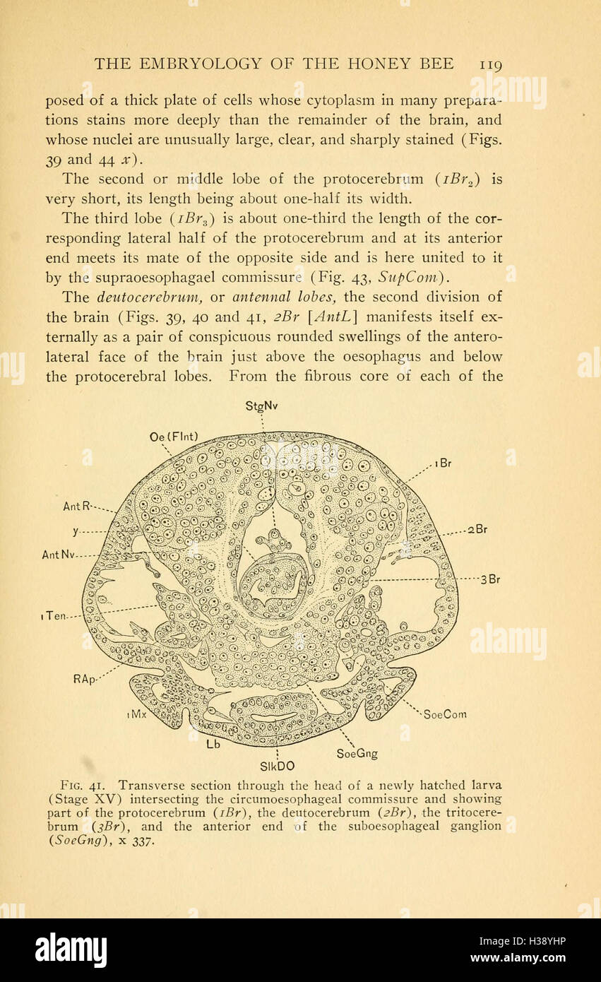 This text explores the developmental stages of the honey bee, from ...